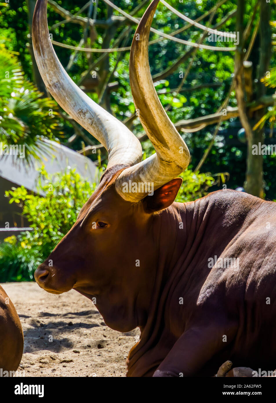 Ankole Watusi Horns