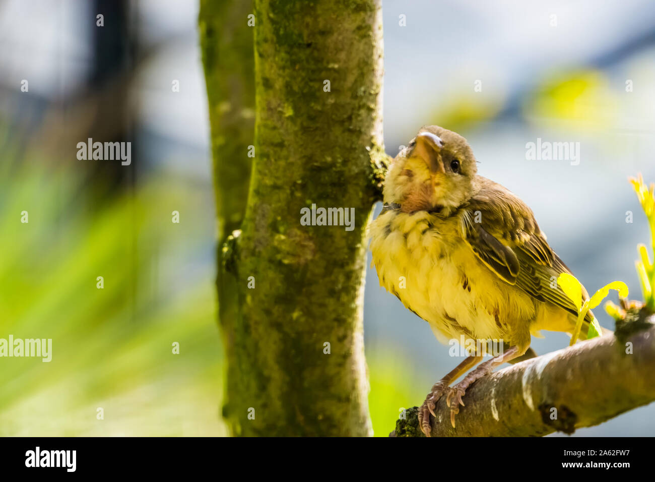 Village weaver bird hi-res stock photography and images - Alamy