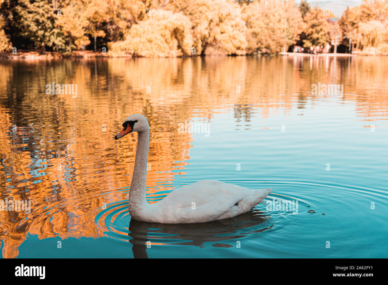 Grace teal hi-res stock photography and images - Alamy
