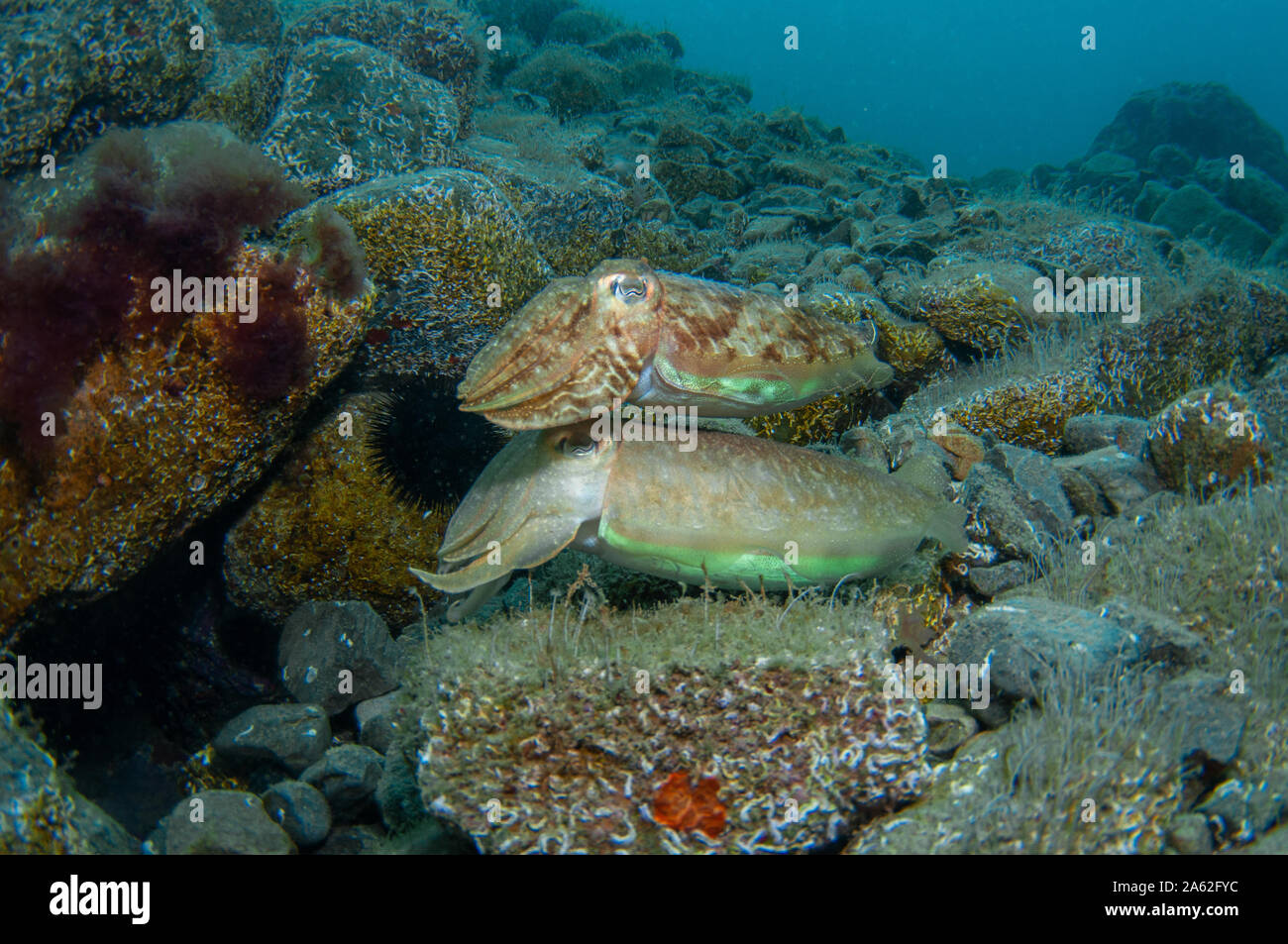 Two cephalopods are mating under the sea, and they swim looking for a ...