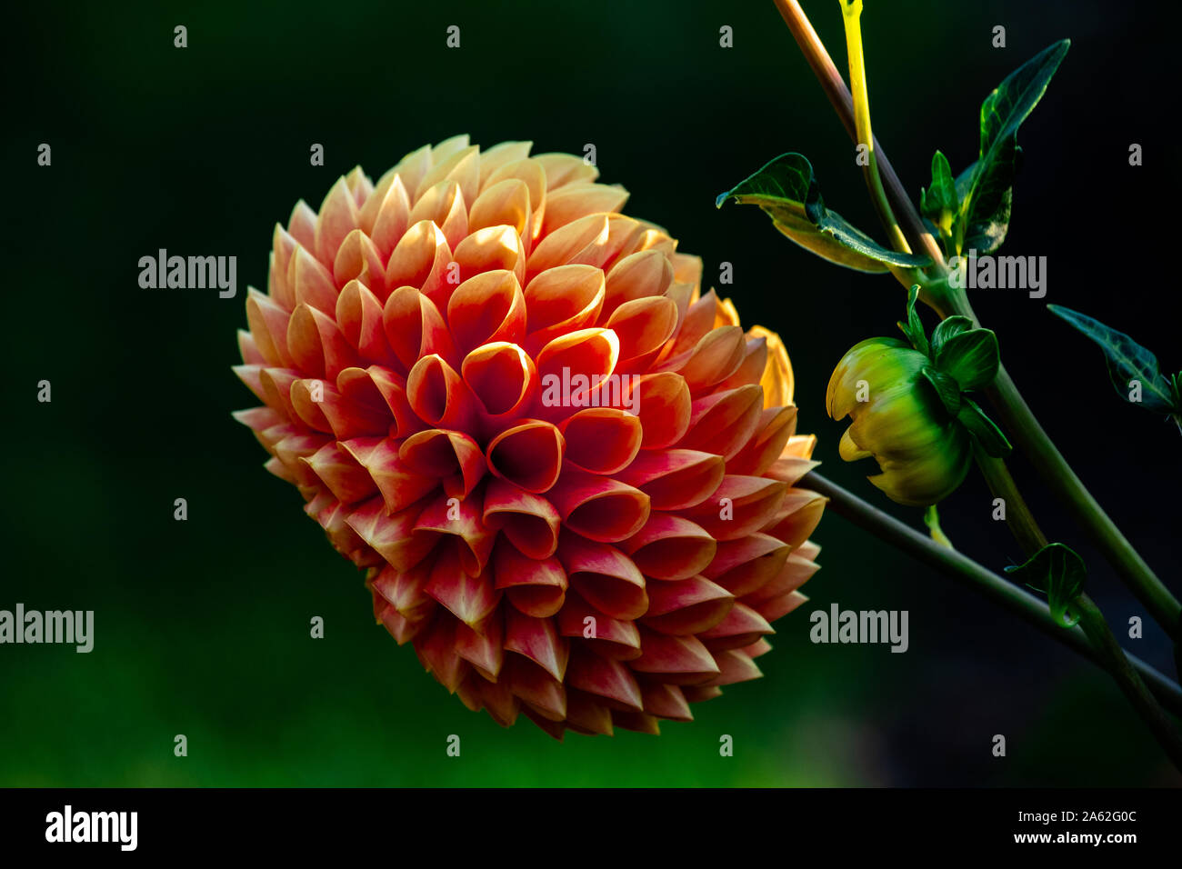 Beautiful Red Dahlia Stock Photo - Alamy