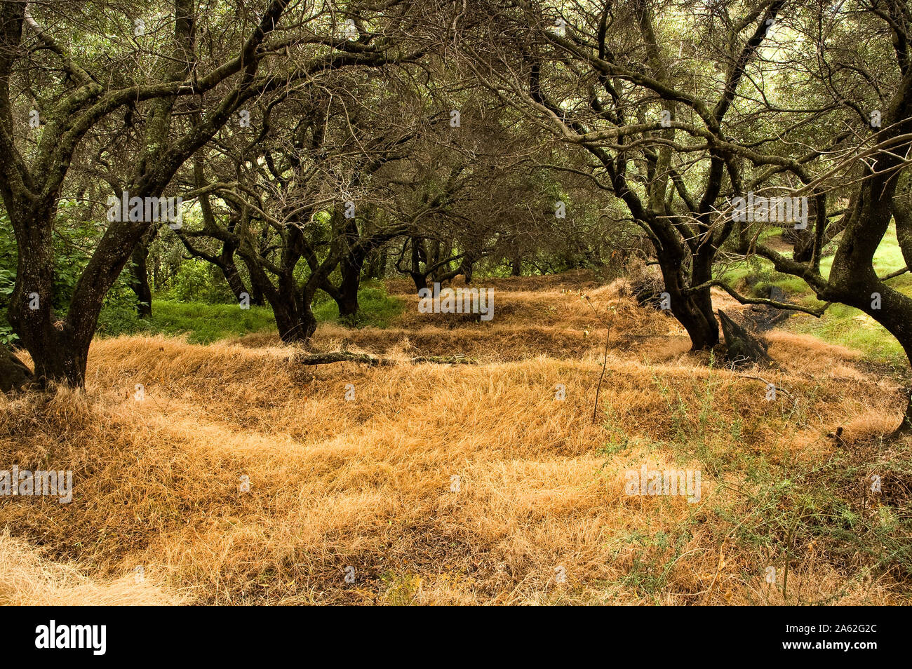Olive Grove in Greece. Olive oil trees on uneven terrain. Olive garden ...