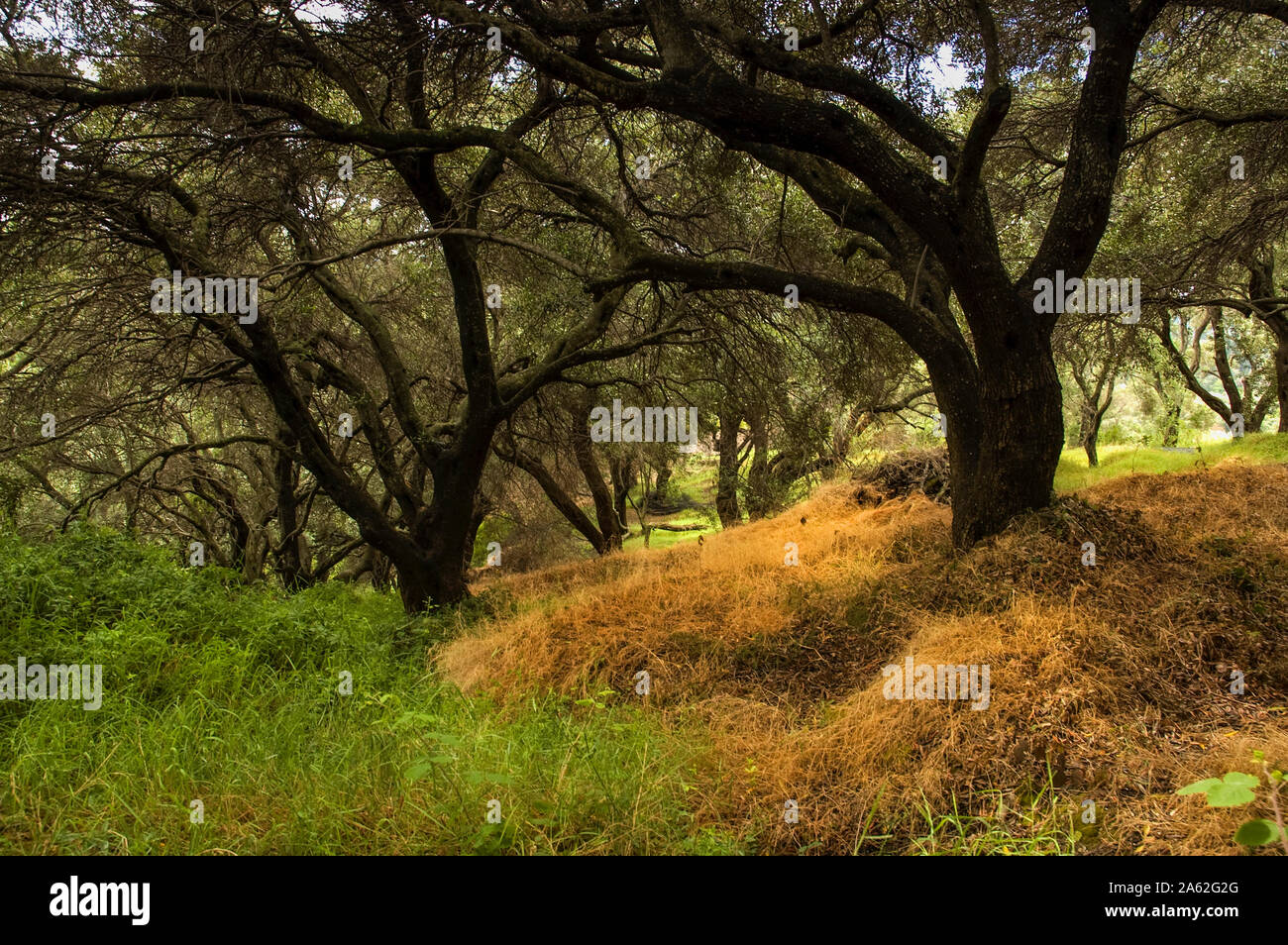 Olive Grove in Greece. Olive oil trees on uneven terrain. Olive garden ...