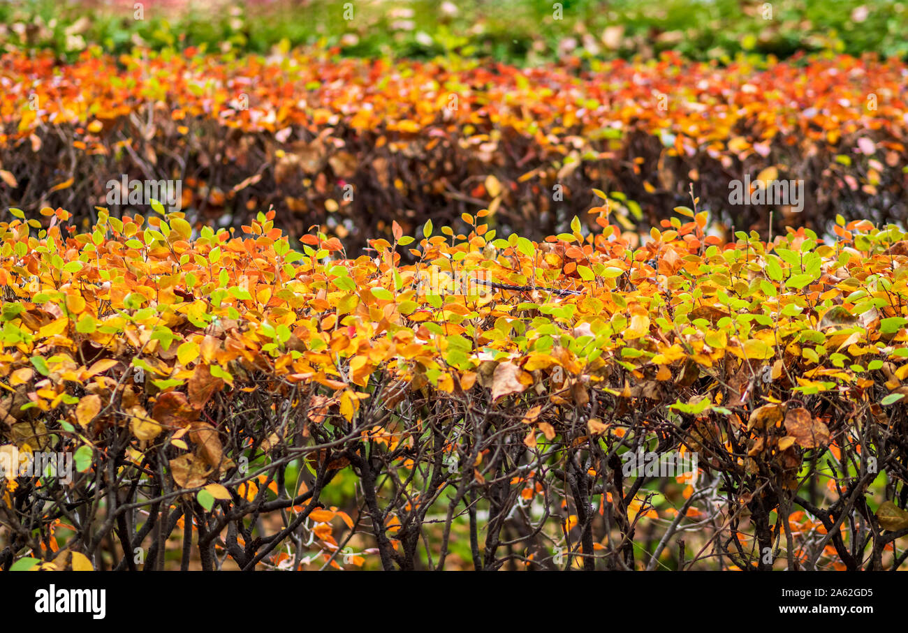 Layers of bushes with yellow, orange and green leaves in the autumn ...