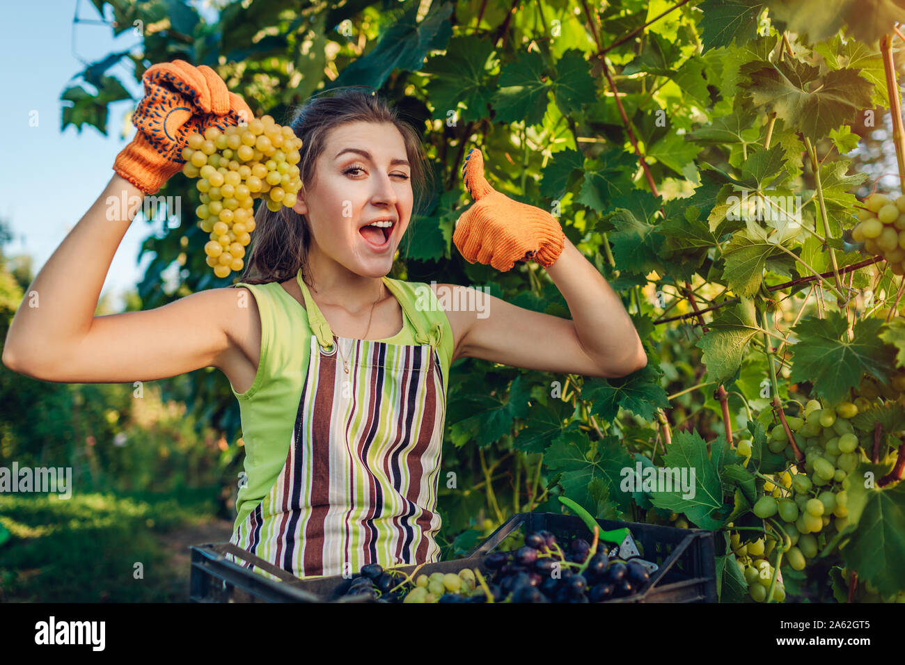 Farmer gathering crop of grapes on ecological farm. Woman winking ...