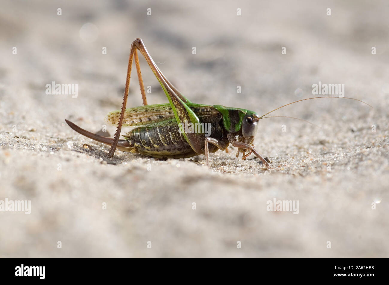 Sting in tail hi-res stock photography and images - Alamy