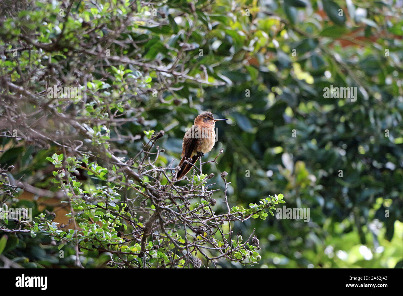 Brown hummingbird on a tree in Ecuador Stock Photo - Alamy