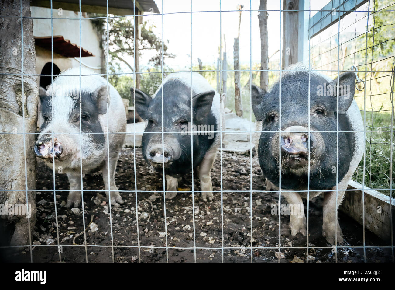 Vietnamese pig farm hi-res stock photography and images - Alamy