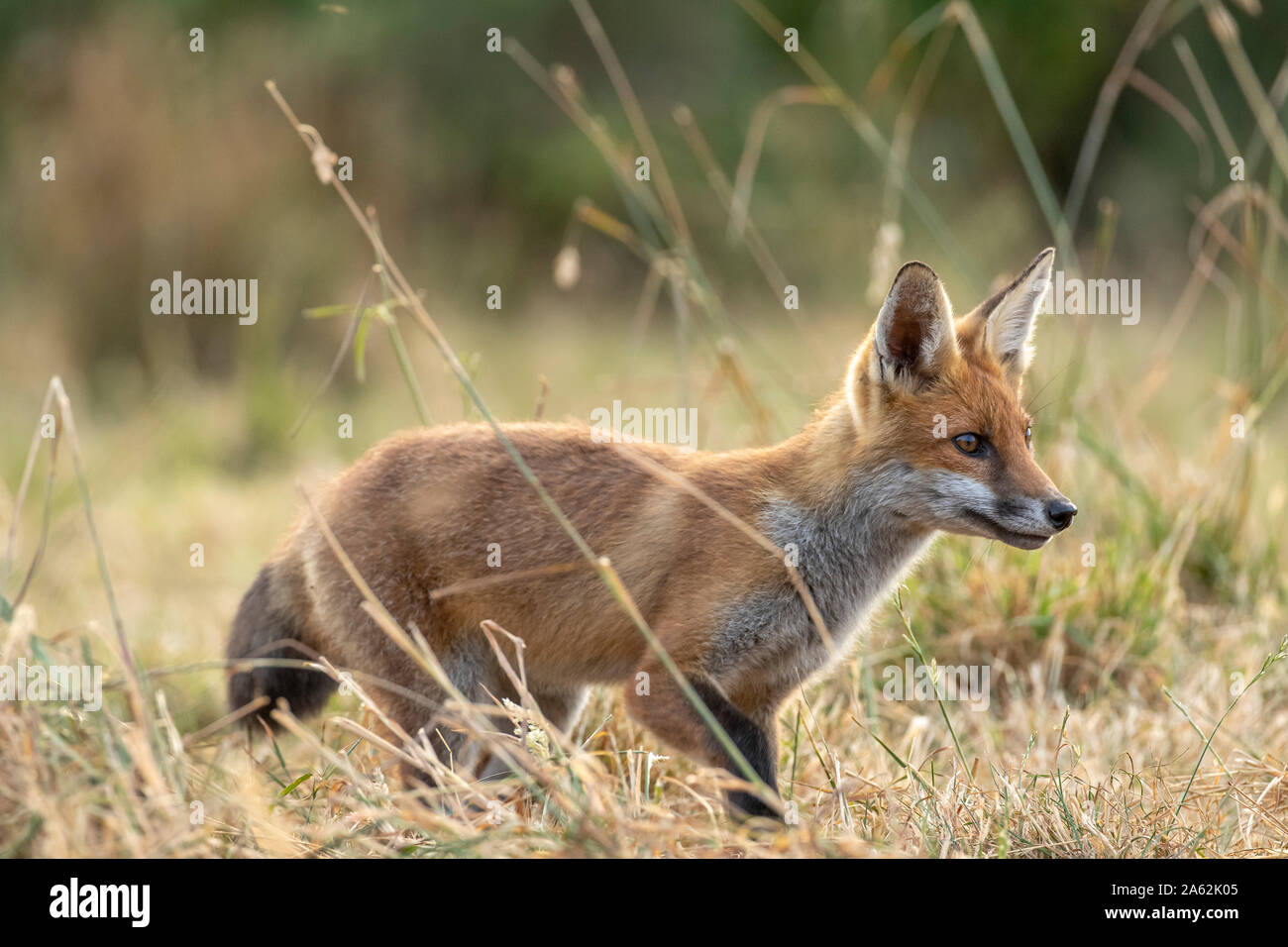 Young Red Fox cub in grassland Stock Photo - Alamy
