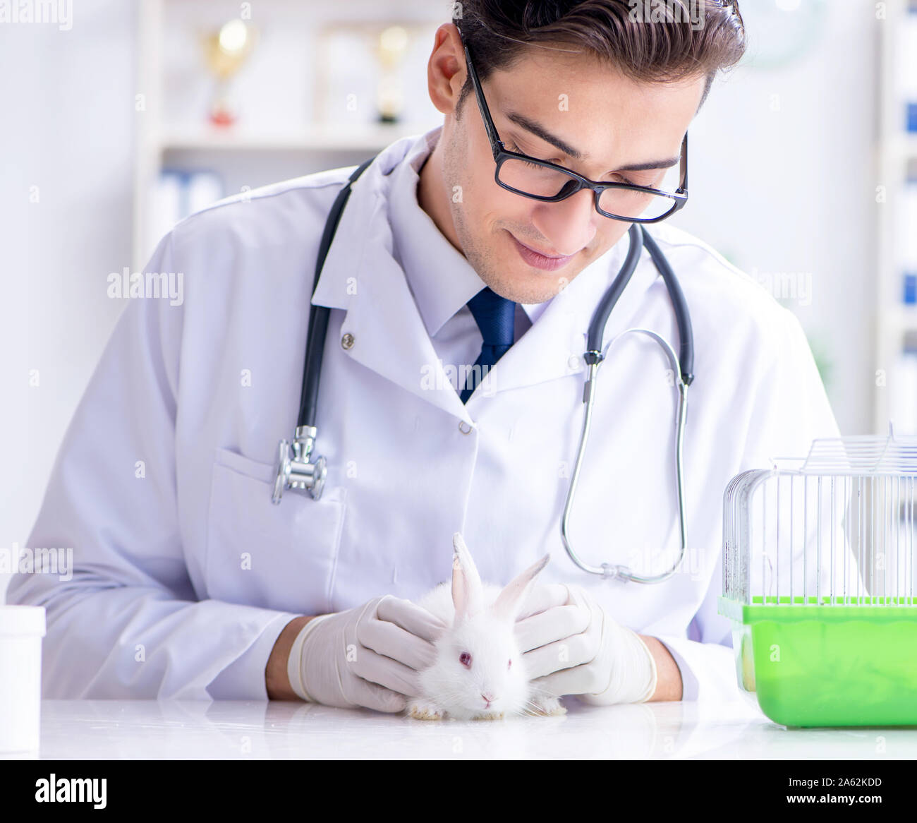 The vet doctor examining rabbit in pet hospital Stock Photo - Alamy