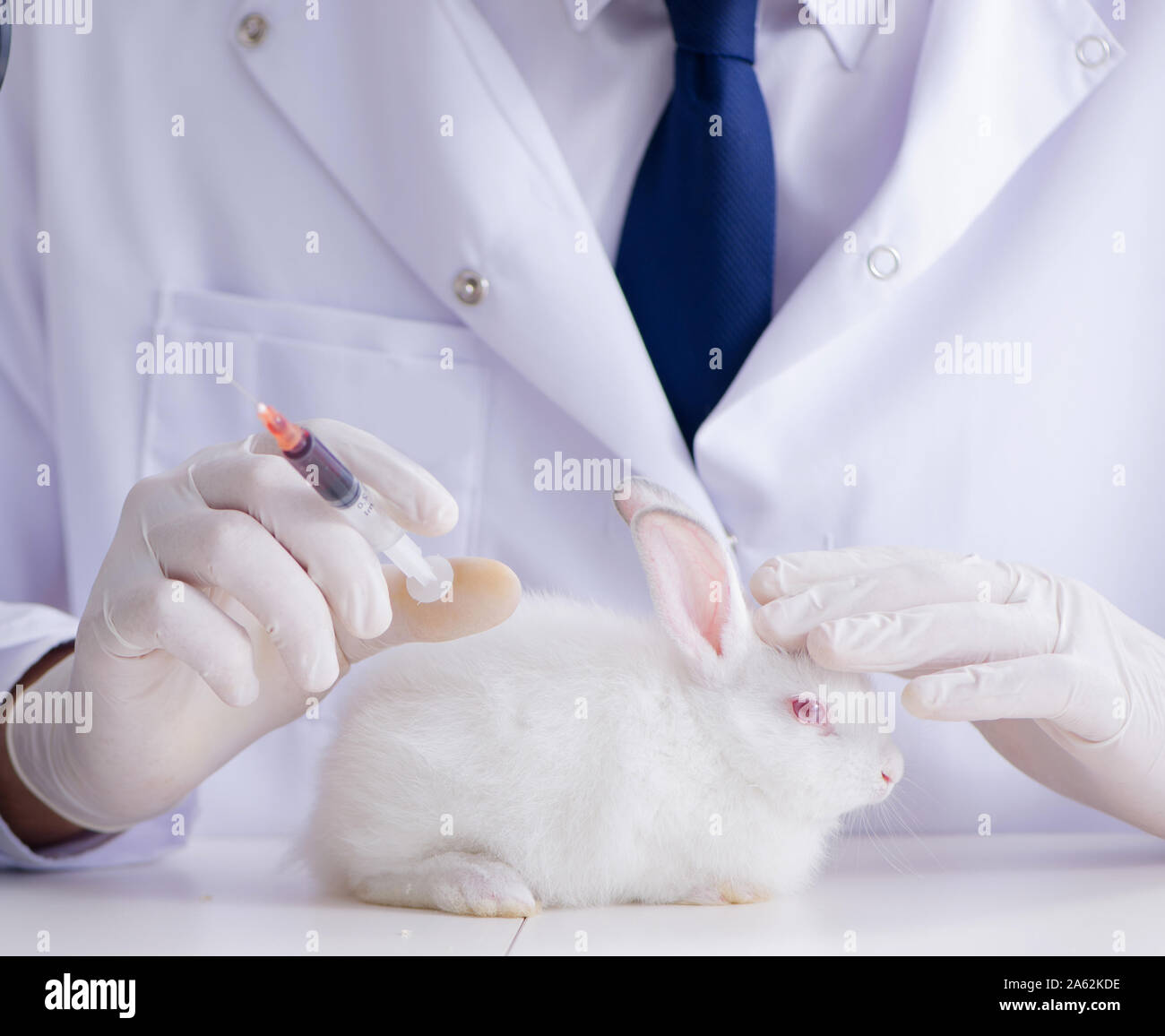 The vet doctor examining rabbit in pet hospital Stock Photo - Alamy