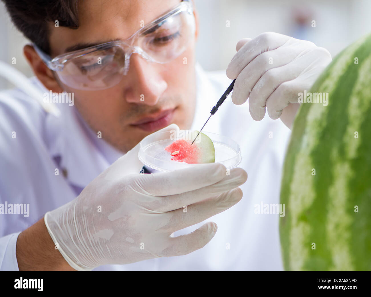 The scientist testing watermelon in lab Stock Photo - Alamy