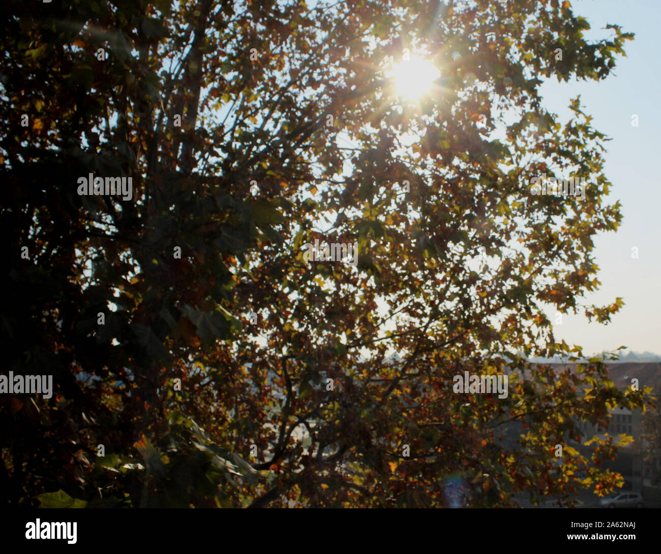The rising sun behind the tree Stock Photo - Alamy