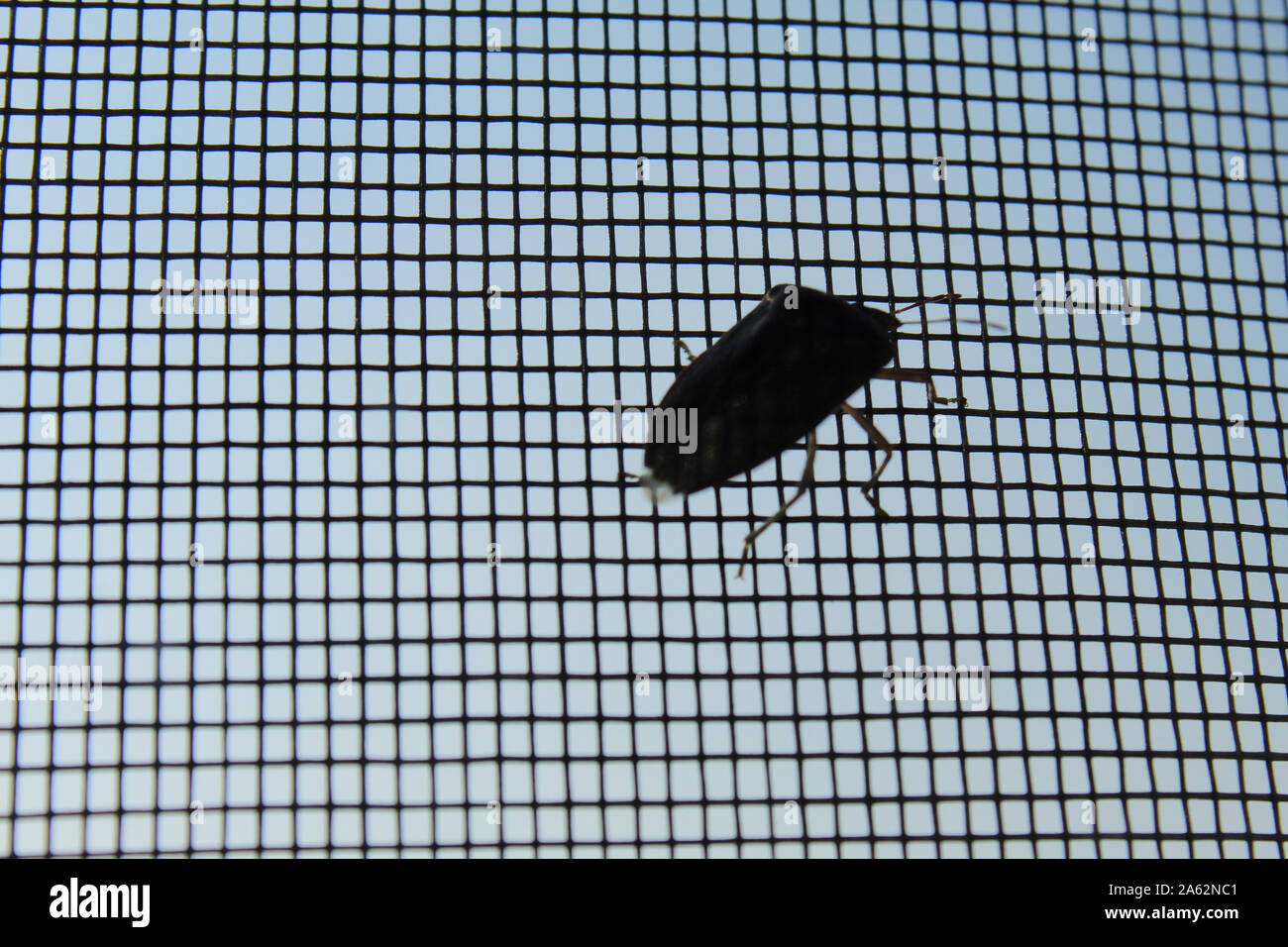 Stink bug on net Stock Photo - Alamy