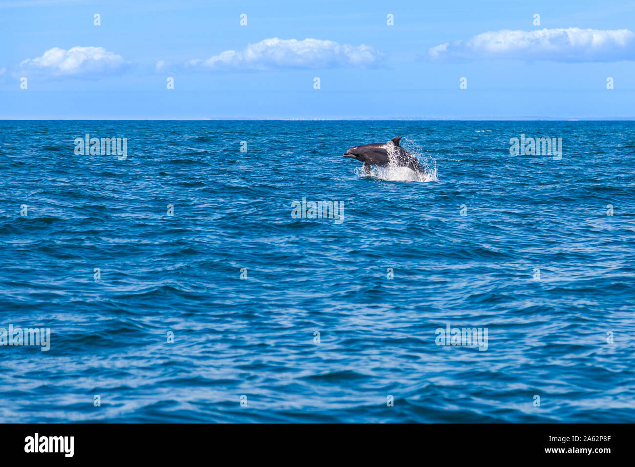 bottlenose dolphin in the atlantic ocean Stock Photo - Alamy