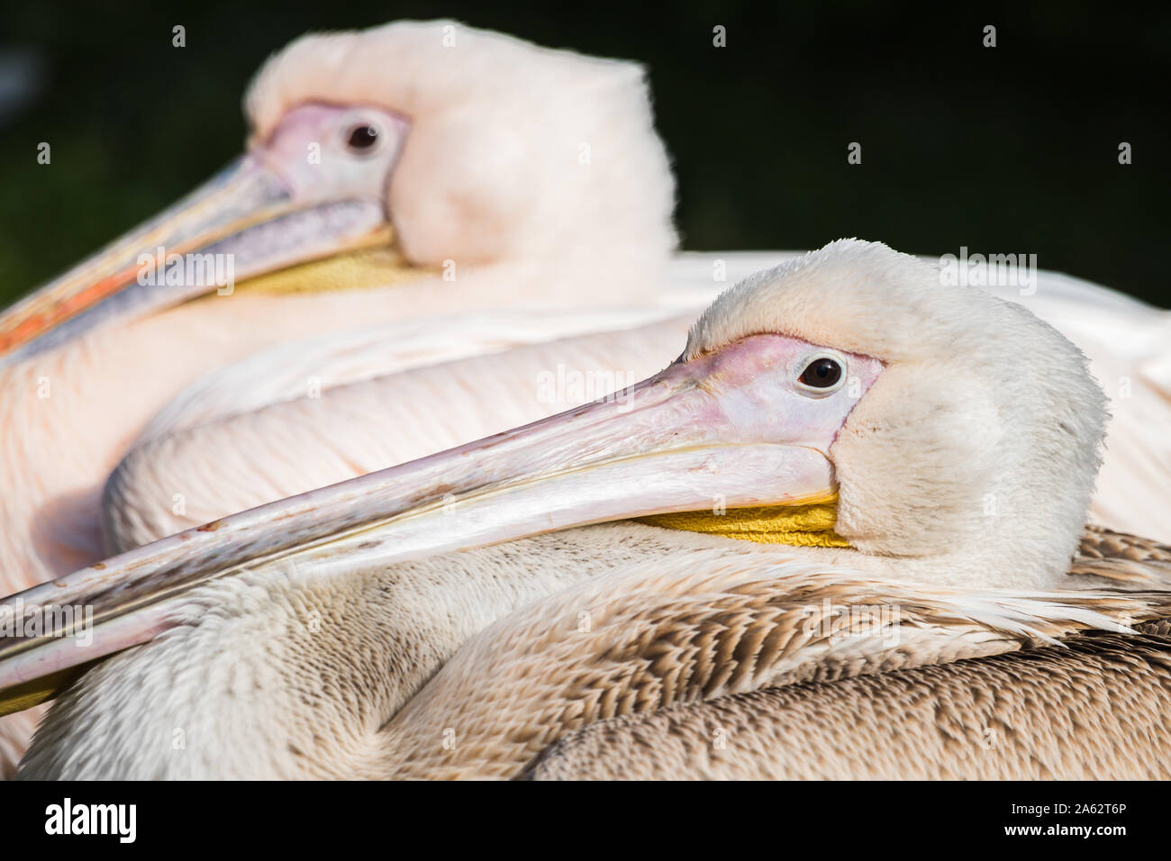 Theme enjoying nature hi-res stock photography and images - Alamy
