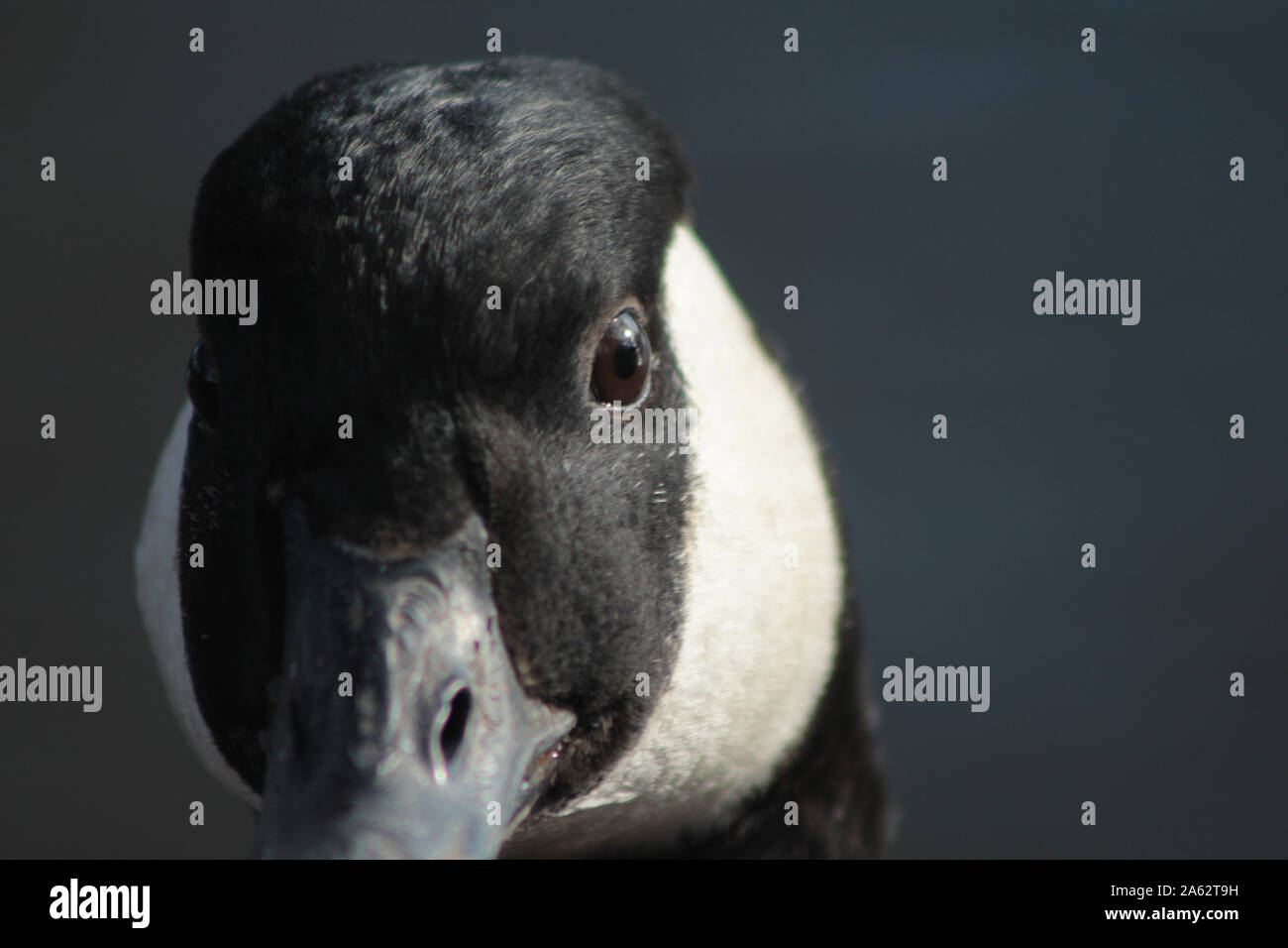 Canada goose face hi-res stock photography and images - Alamy