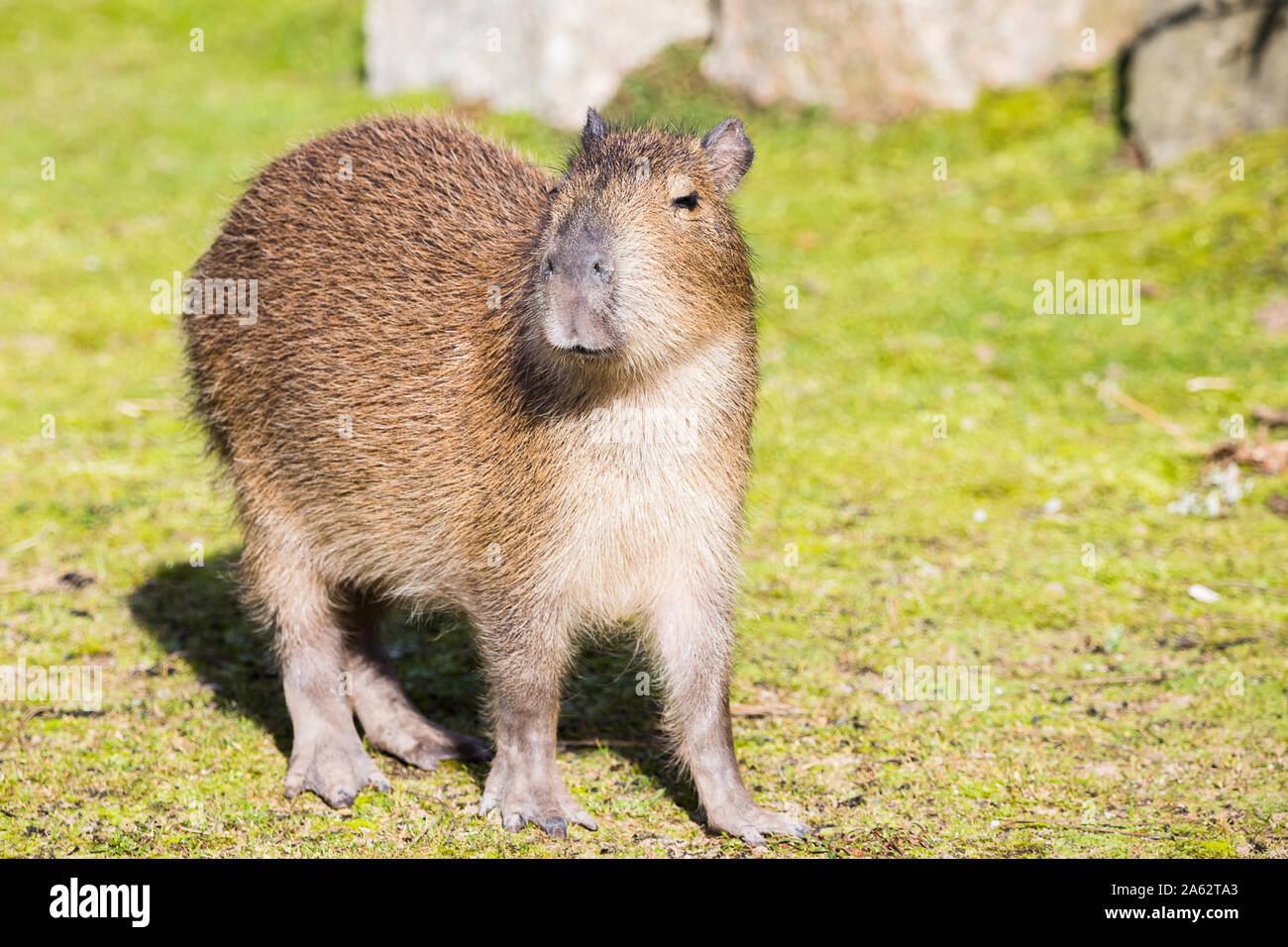 Capybara on a rock in summer in england hi-res stock photography and ...