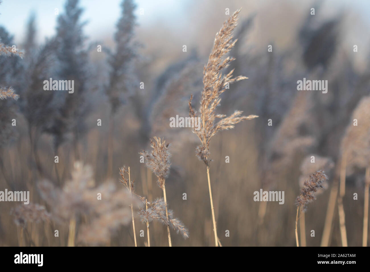 Wollaton lake hi-res stock photography and images - Alamy