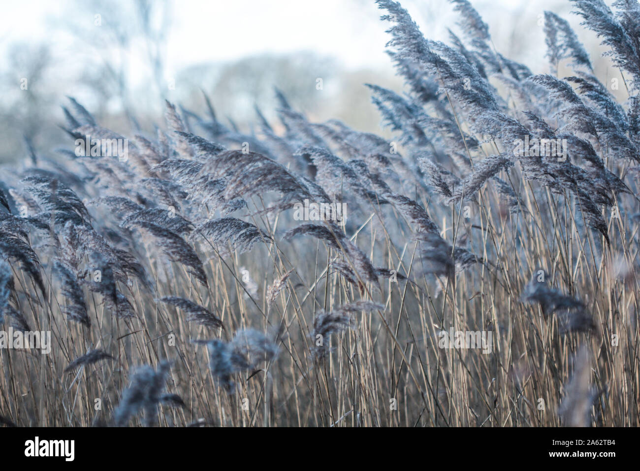 Tall waving hi-res stock photography and images - Alamy