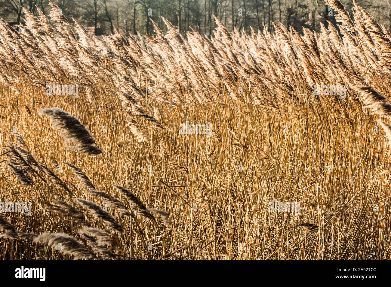 Wollaton park lake hi-res stock photography and images - Alamy
