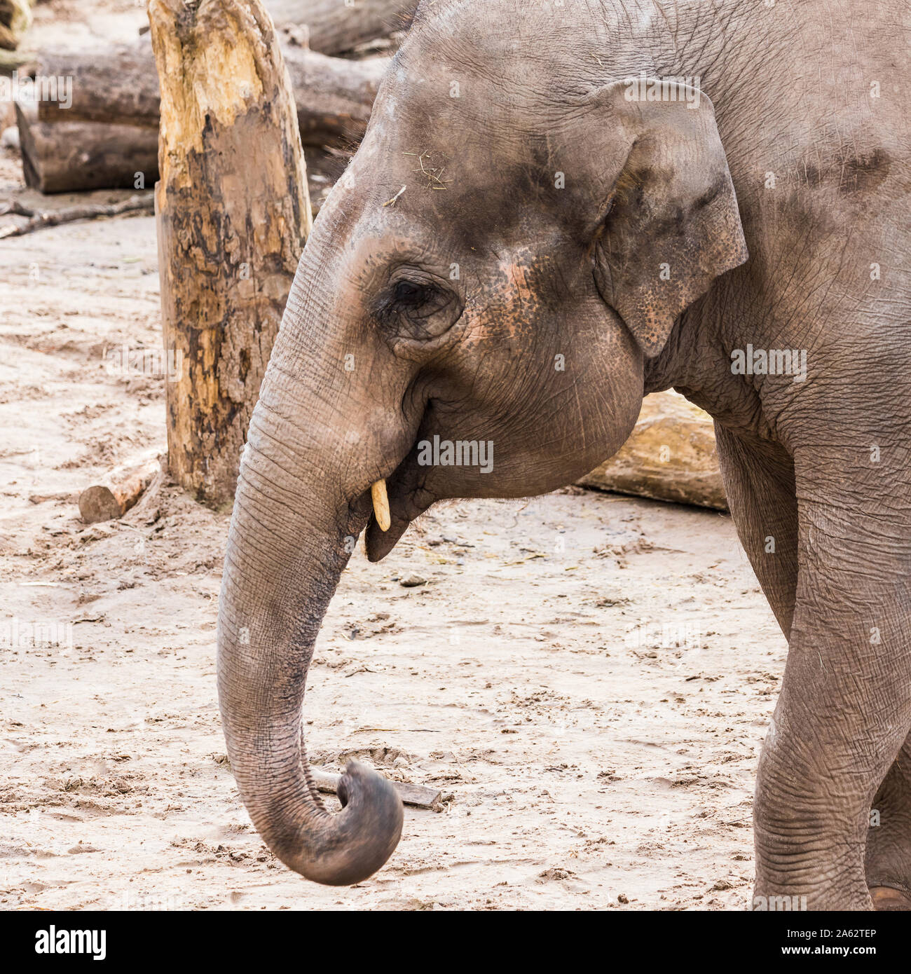 An Asian elephant curls its trunk ready to feed itself on the dusty ...