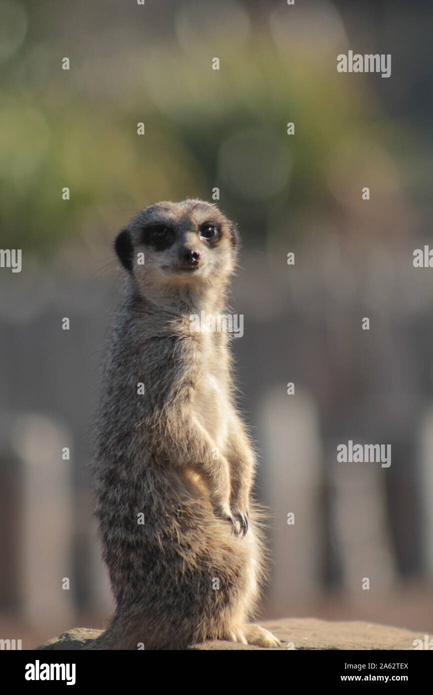 Sentinel watch hi-res stock photography and images - Alamy