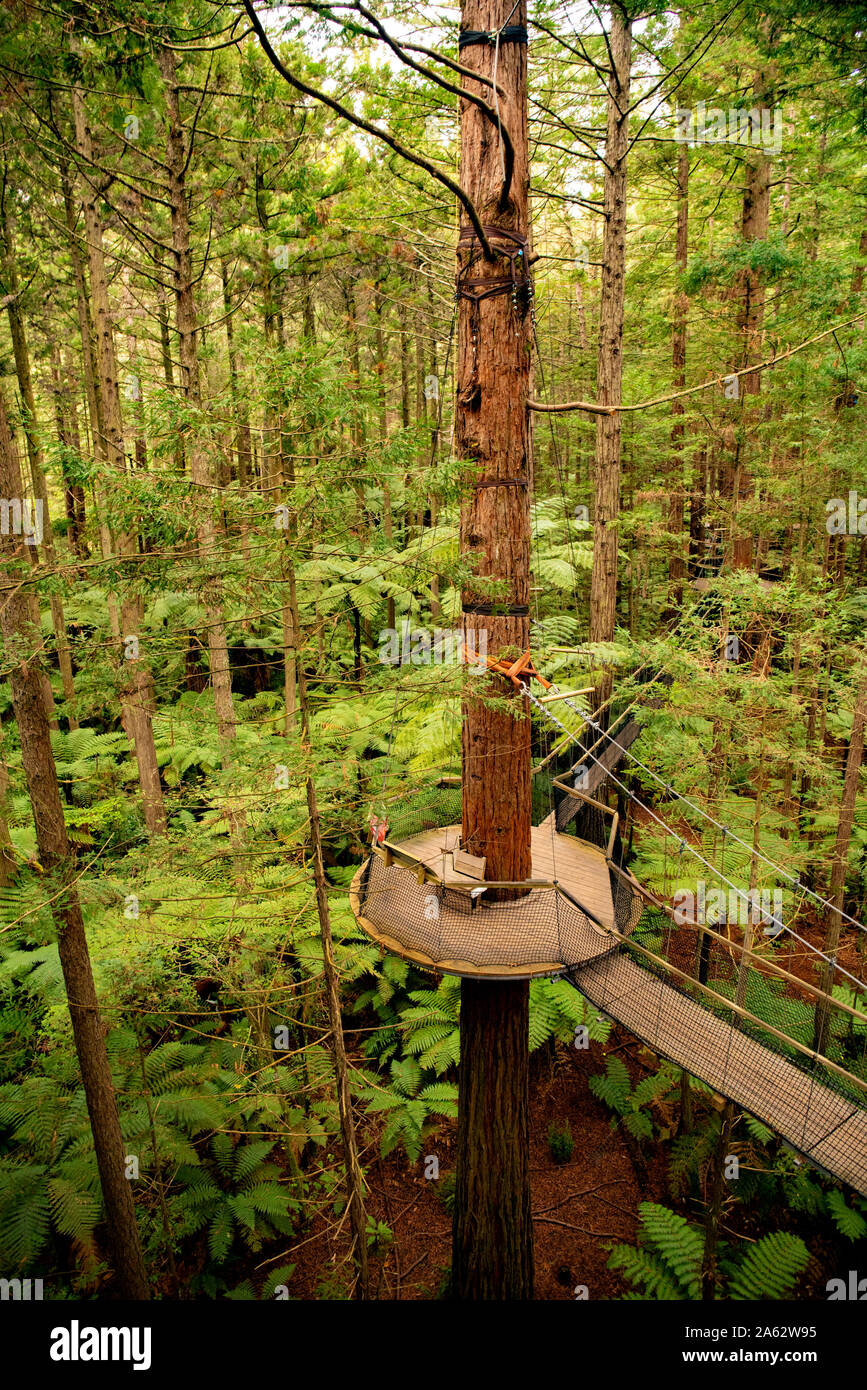 Redwoods tree house hi-res stock photography and images - Alamy