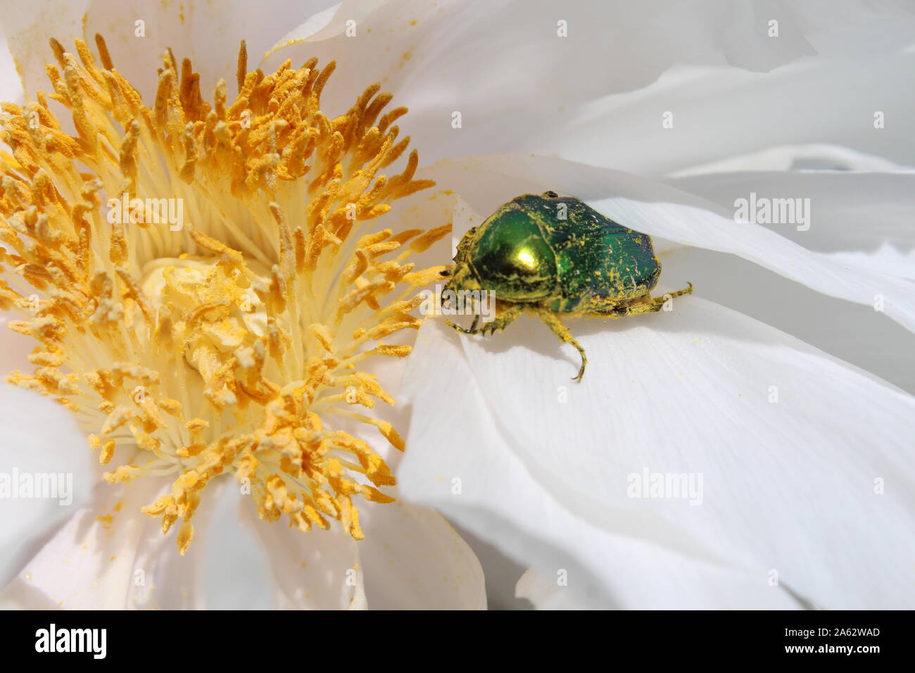 A Chinese peony with a green bug inside Stock Photo - Alamy