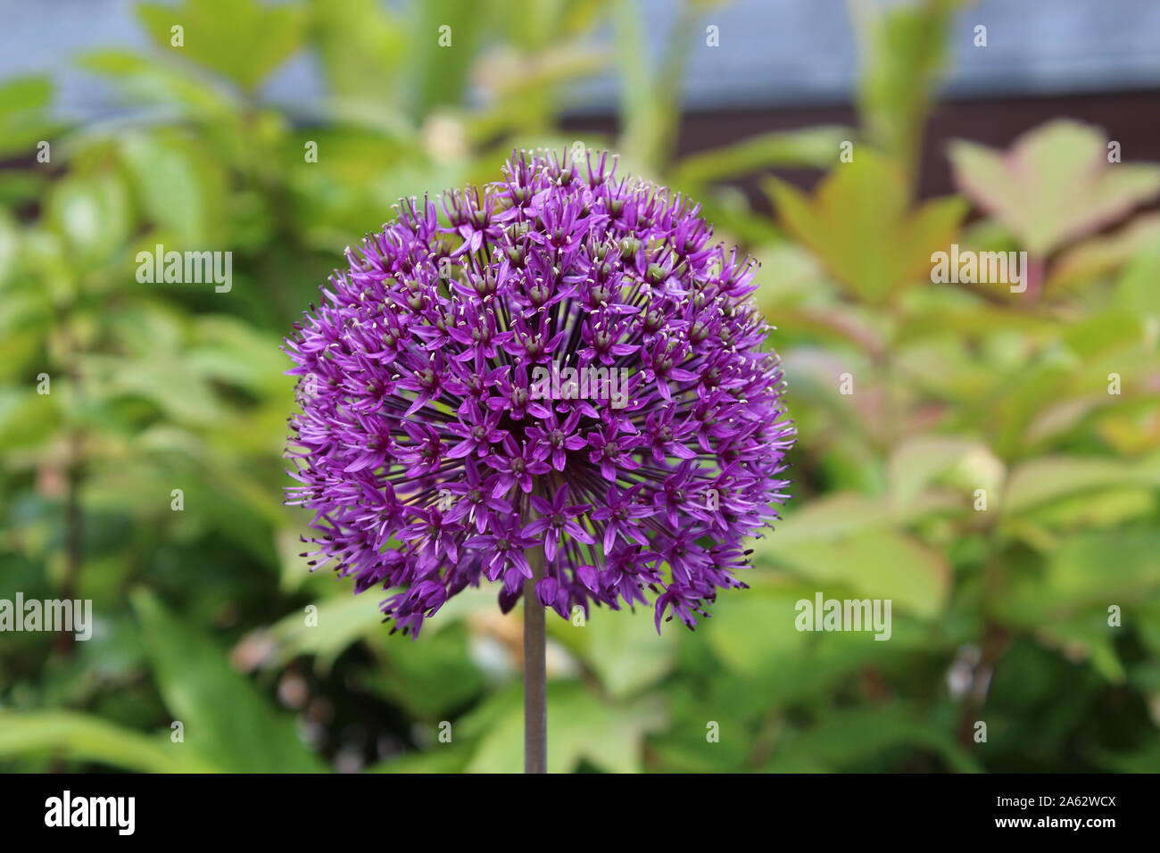 Allium aflatunense hi-res stock photography and images - Alamy