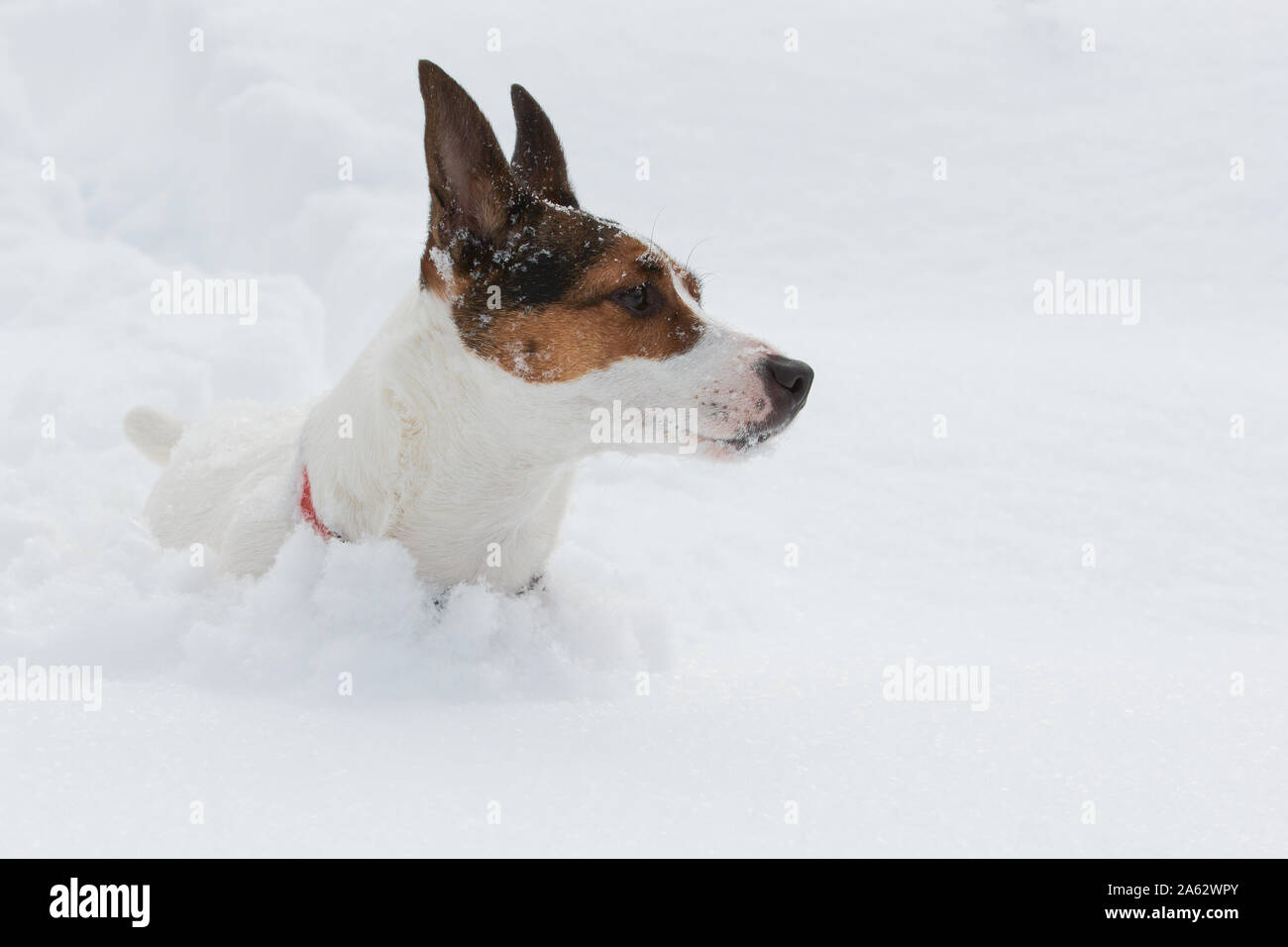 Jack Russell Terrier dog standing in fresh deep snow on a cool winter ...