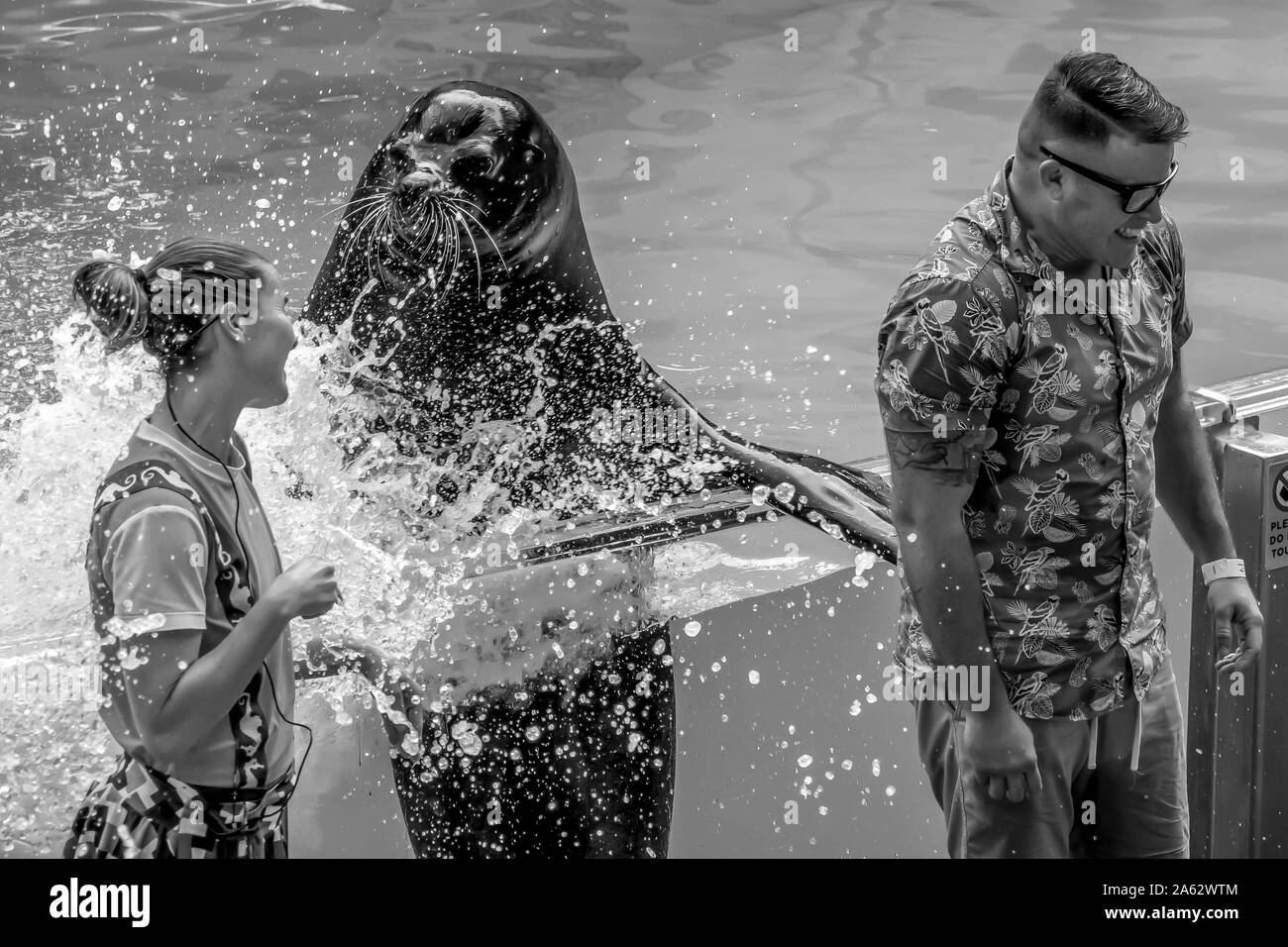 Seaworld sea world Black and White Stock Photos & Images - Alamy