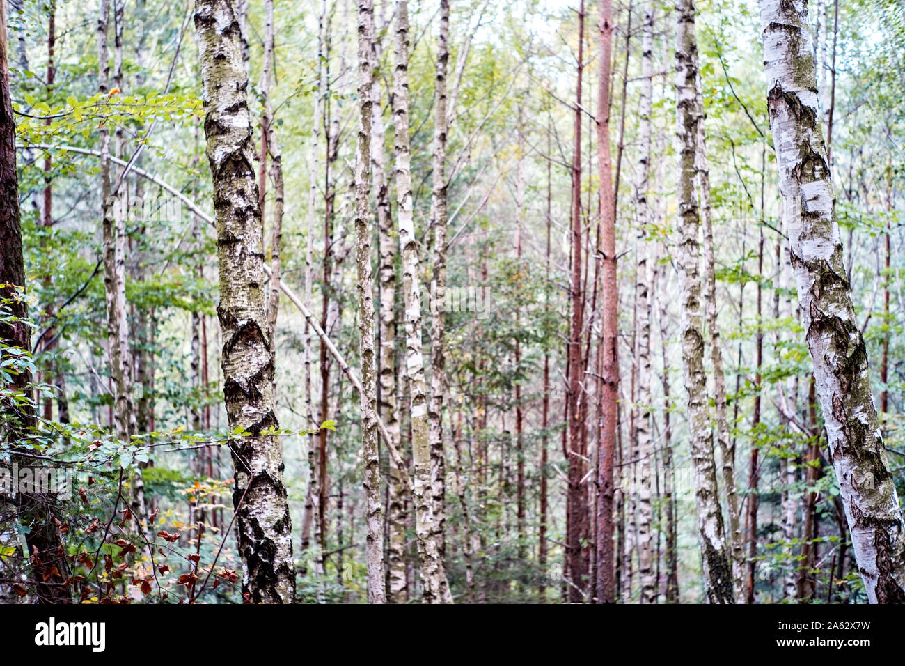 Birch trees in a forest hi-res stock photography and images - Alamy