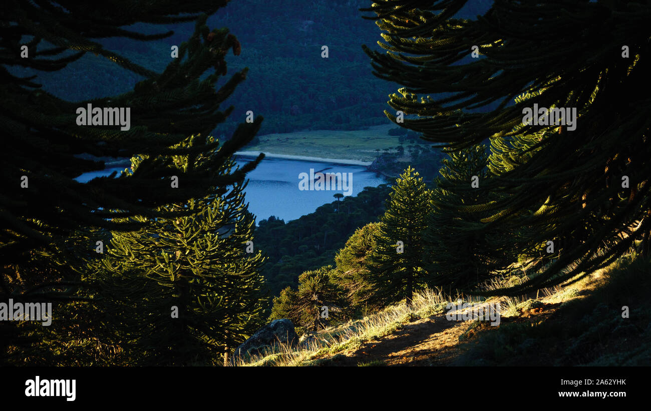 Mapuche tree hi-res stock photography and images - Alamy