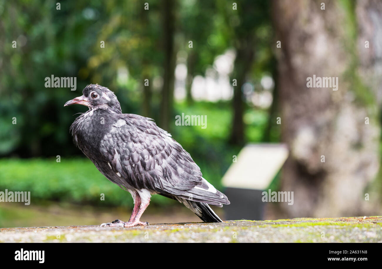 Close up of a grey bird in nature Stock Photo - Alamy