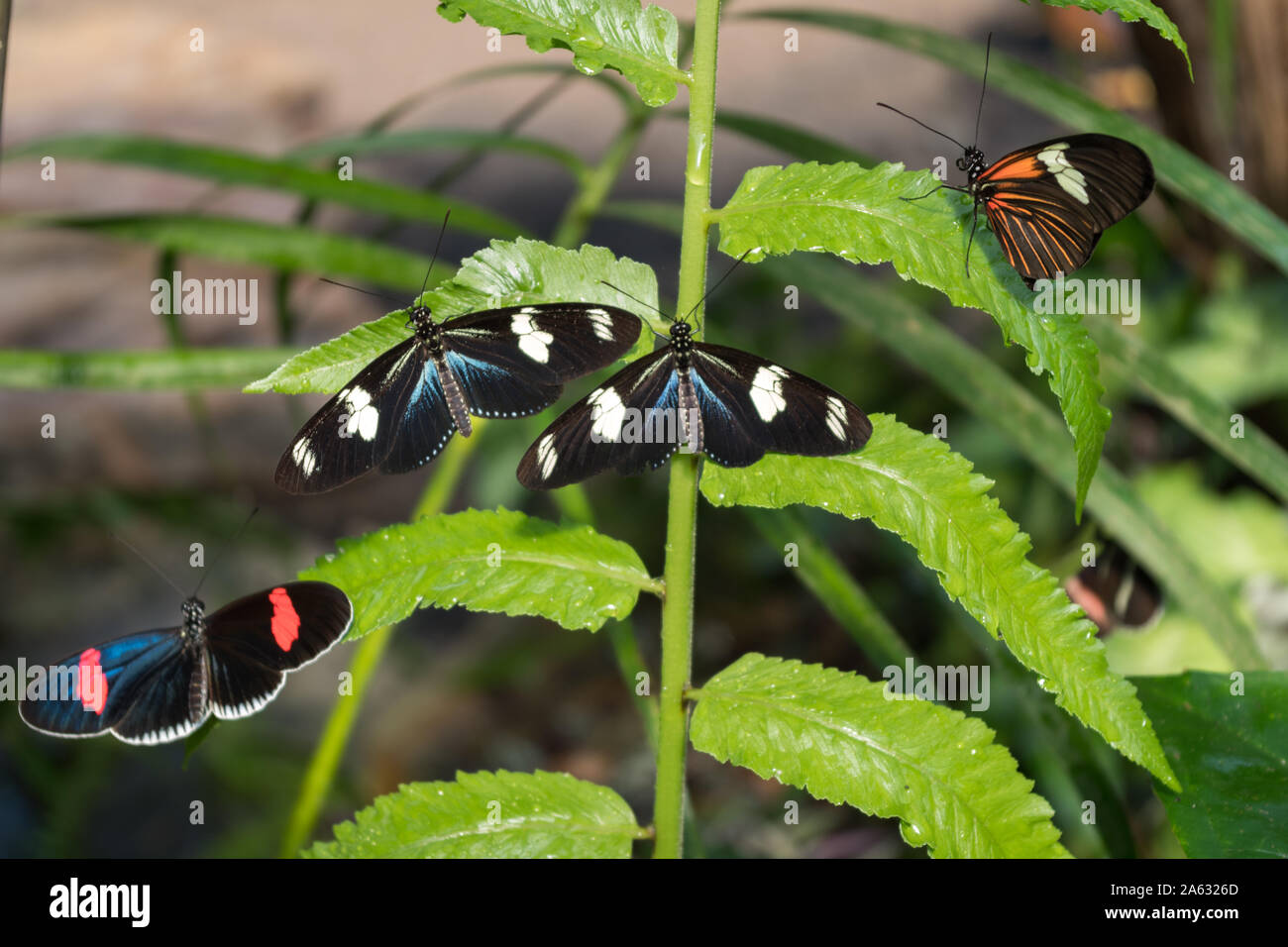 Group of butterflies hi-res stock photography and images - Alamy