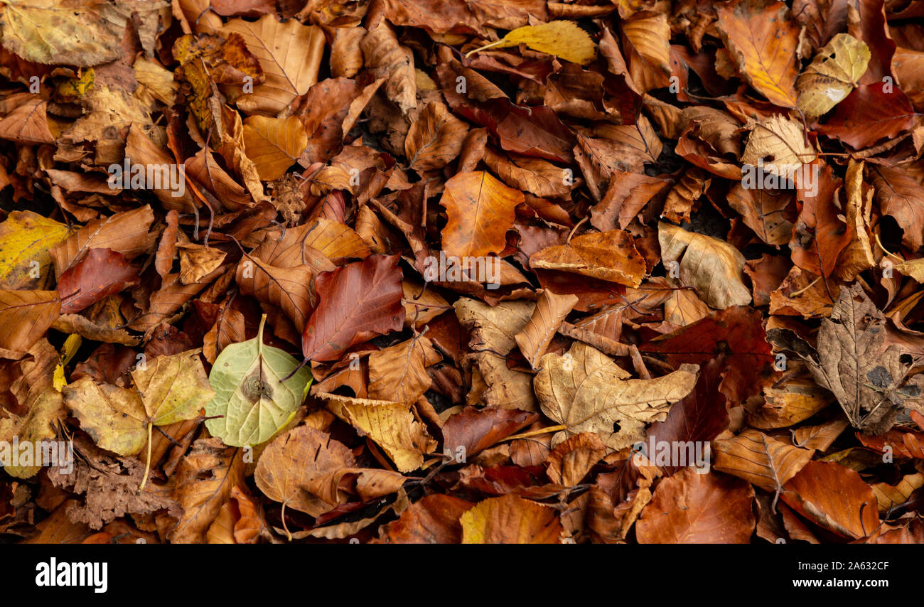 Crunch in leaves hi-res stock photography and images - Alamy