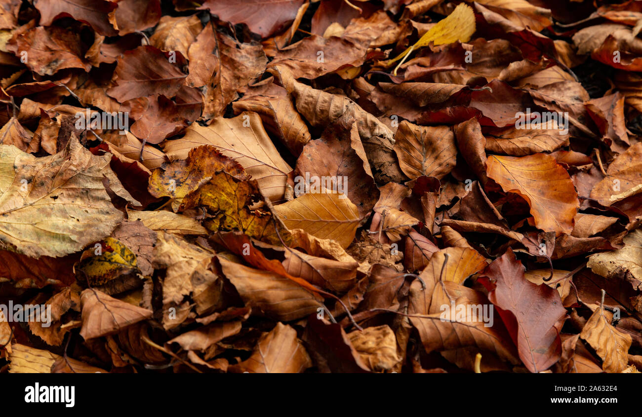 Crunch in leaves hi-res stock photography and images - Alamy