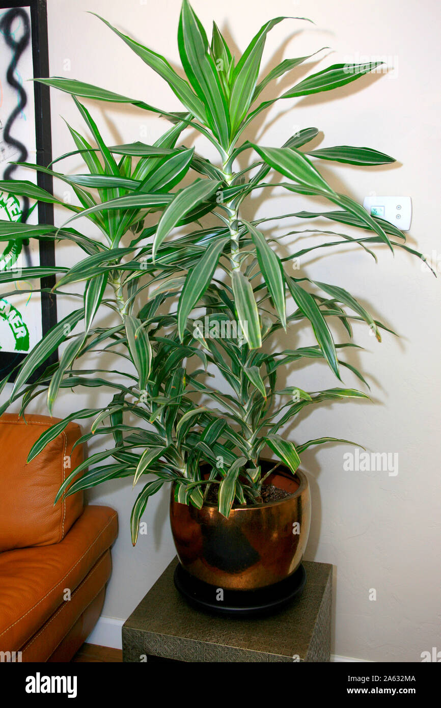 Dracaena "Female Dragon" Commonly called the Corn Plant is a popular ...