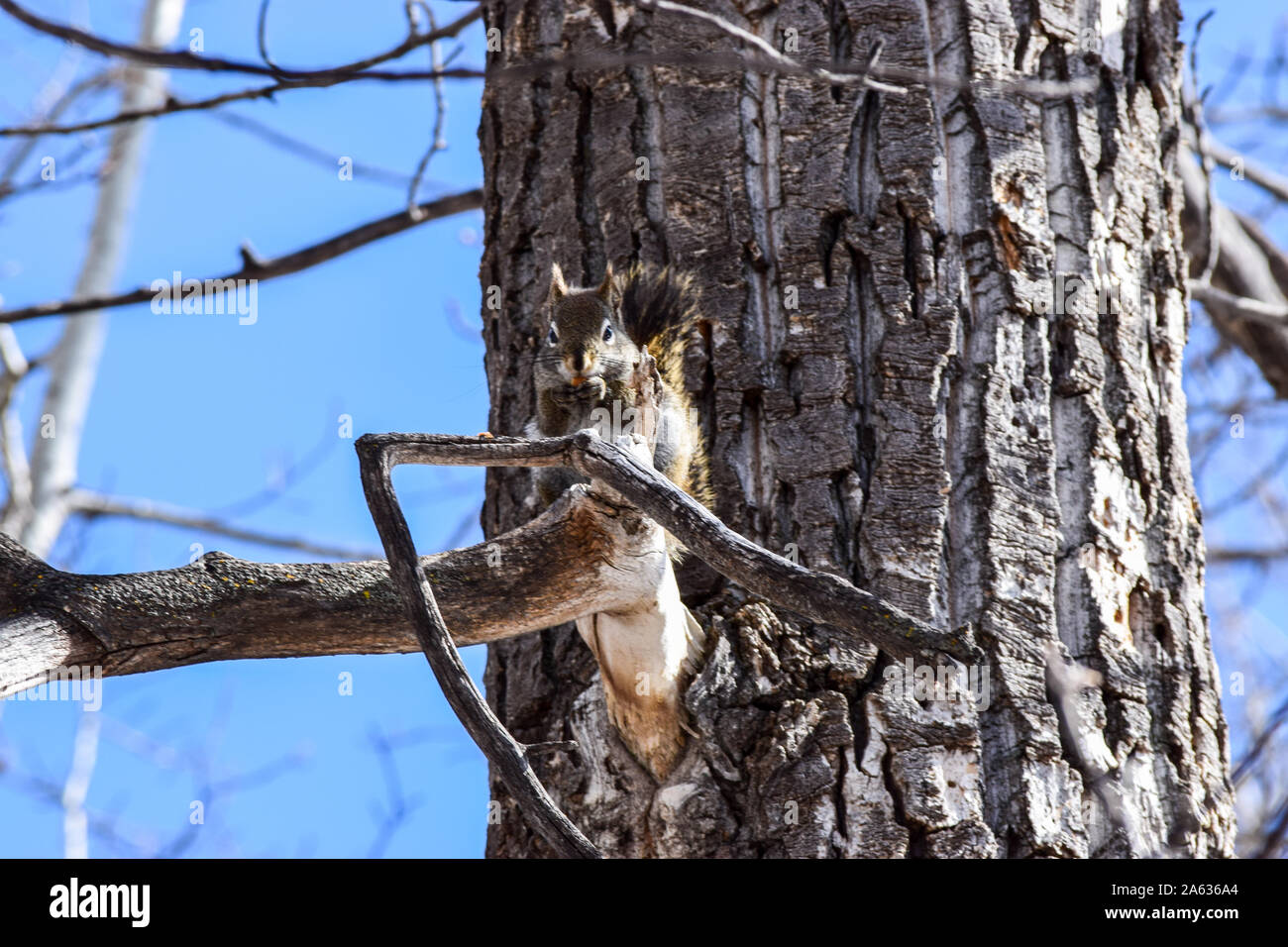 North american red squirrel hi-res stock photography and images - Alamy