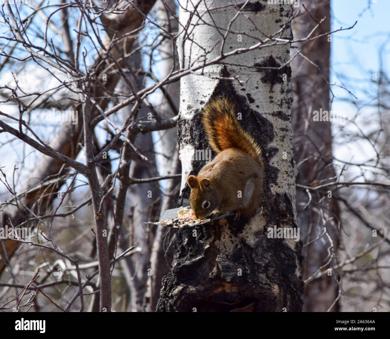 Red squirrel with sunflowers hi-res stock photography and images - Alamy