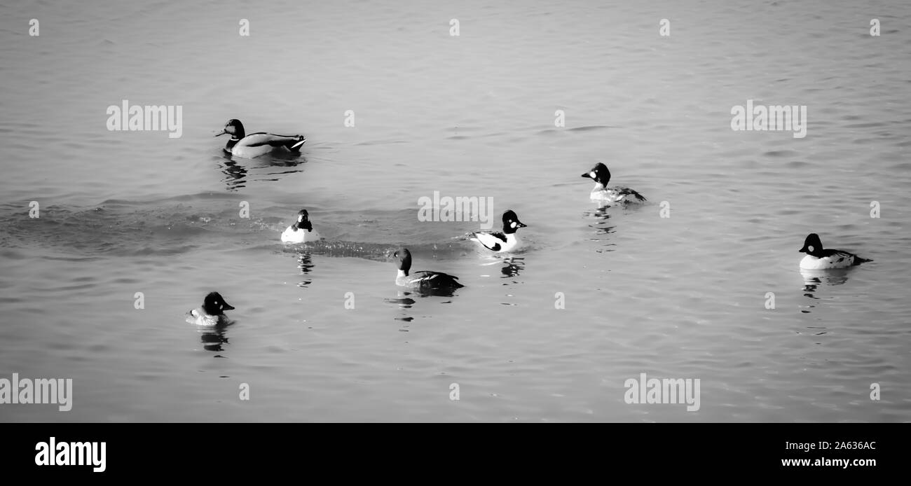 Vintage nature style Black and White Stock Photos & Images - Alamy
