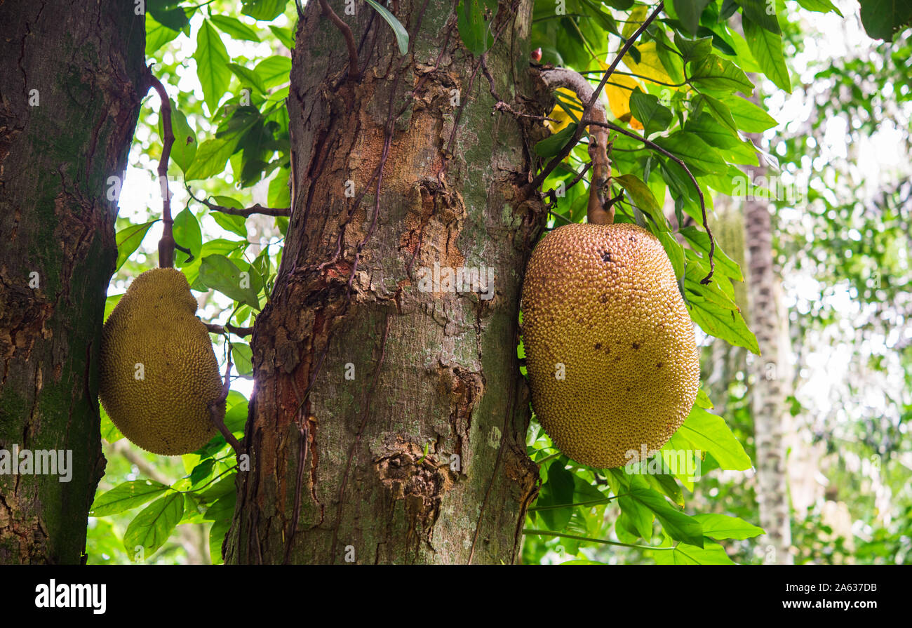 Jungle fruit hi-res stock photography and images - Alamy