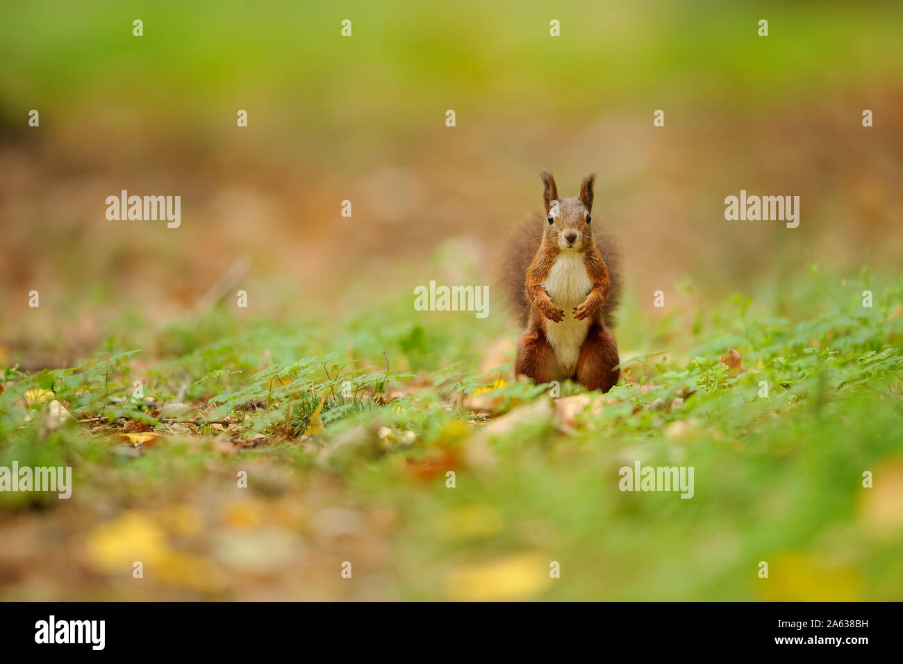 Surprised squirrel hi-res stock photography and images - Alamy