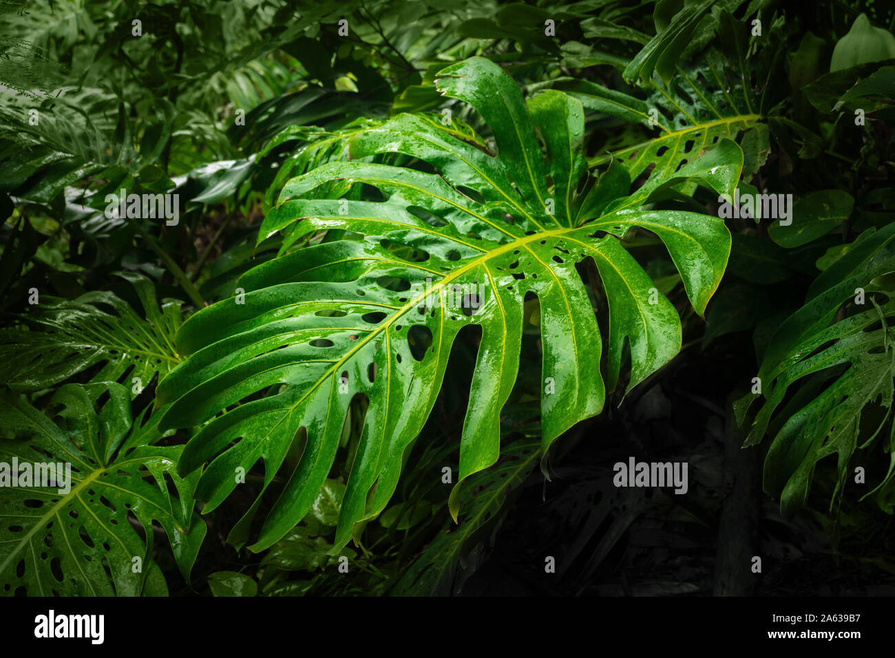 Green background large leaves hi-res stock photography and images - Alamy