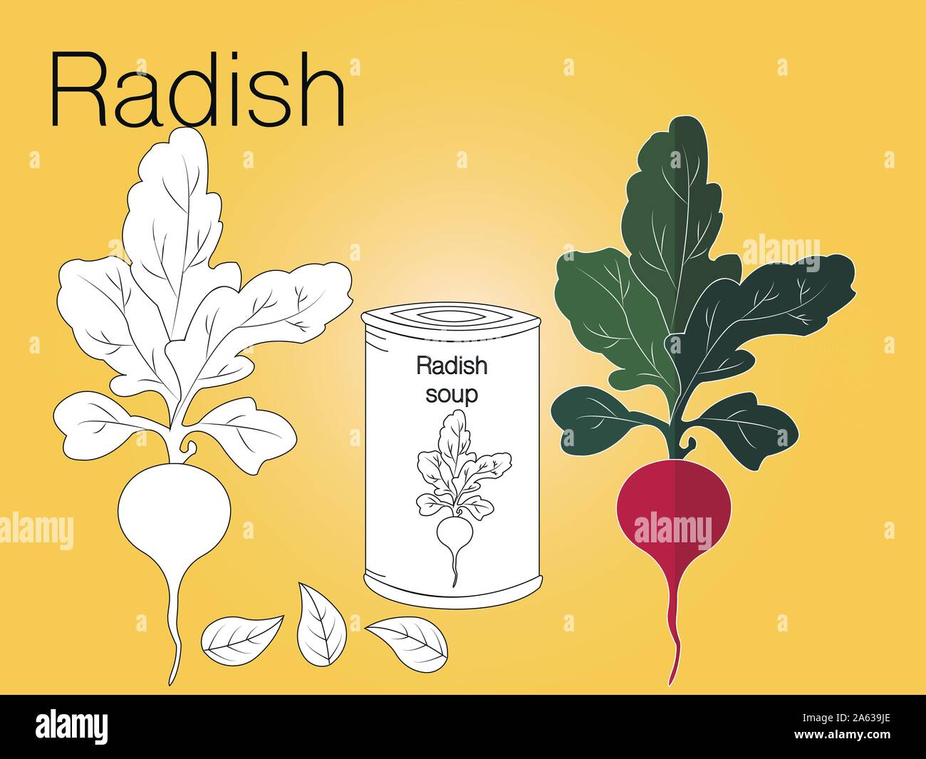 Radish sketch of organic natural vegetable. Colorful vector ...