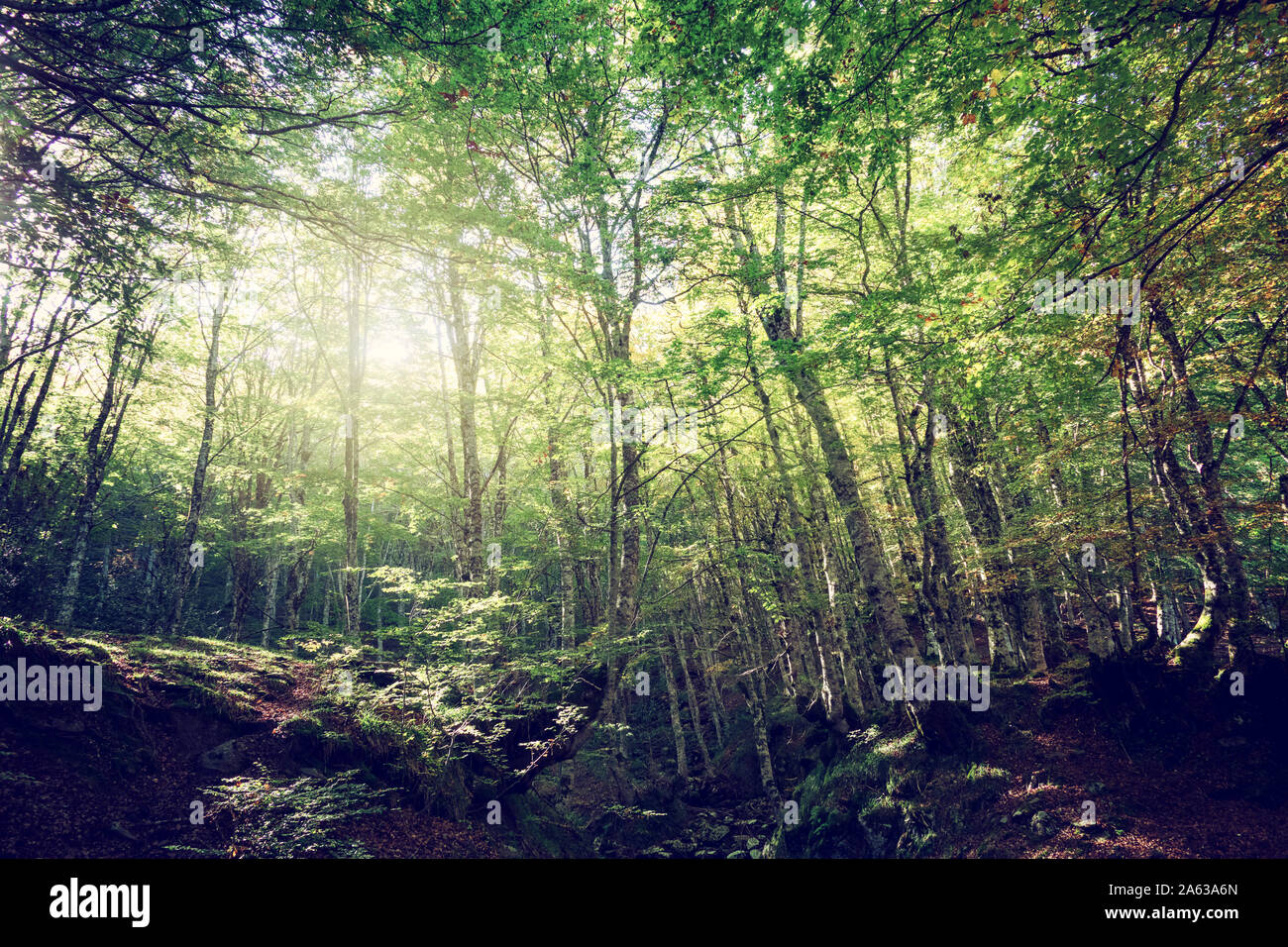 Wide angle of a green forest with sun light Stock Photo - Alamy