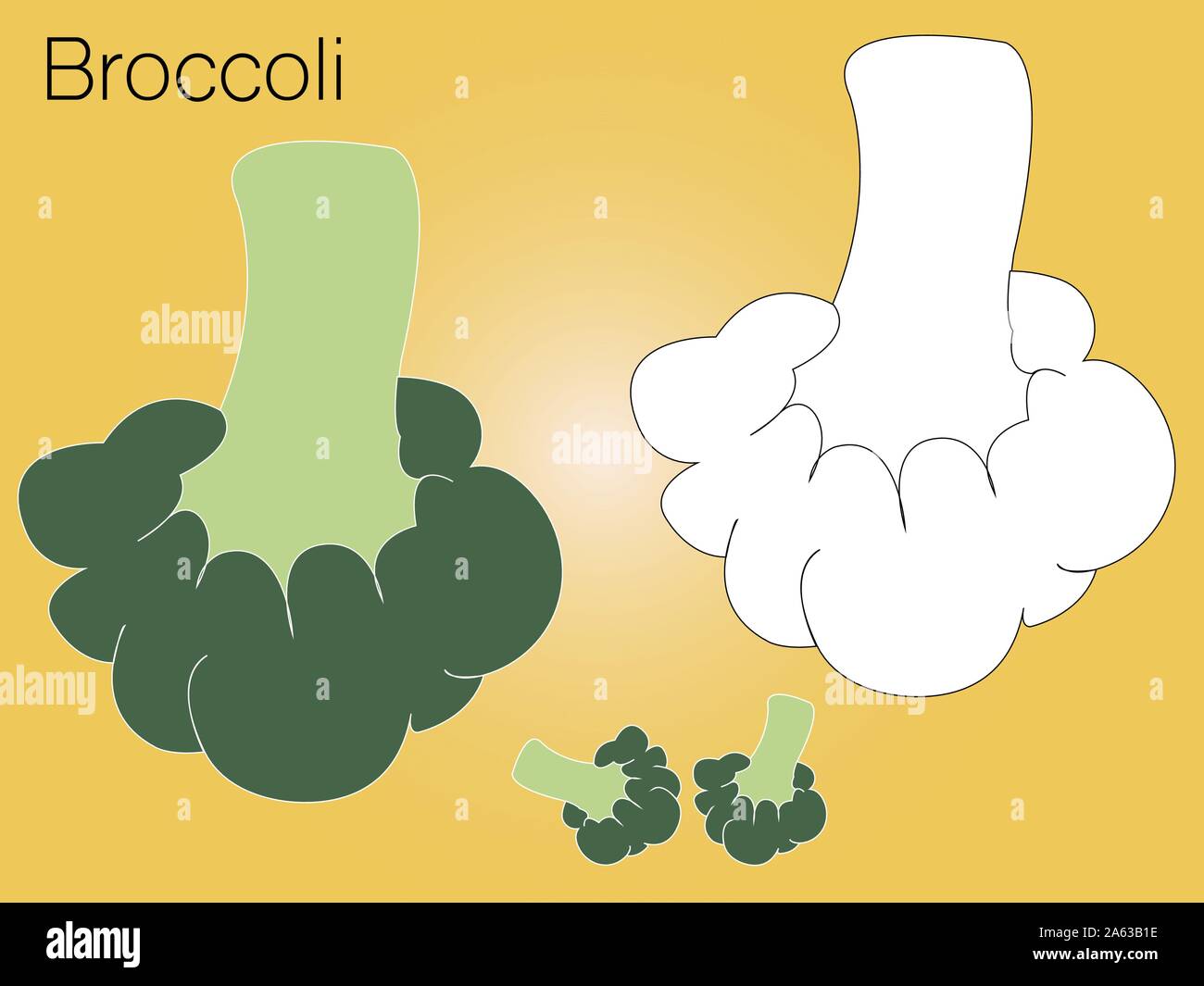 Green broccoli sketch of organic natural vegetable. Colorful vector ...