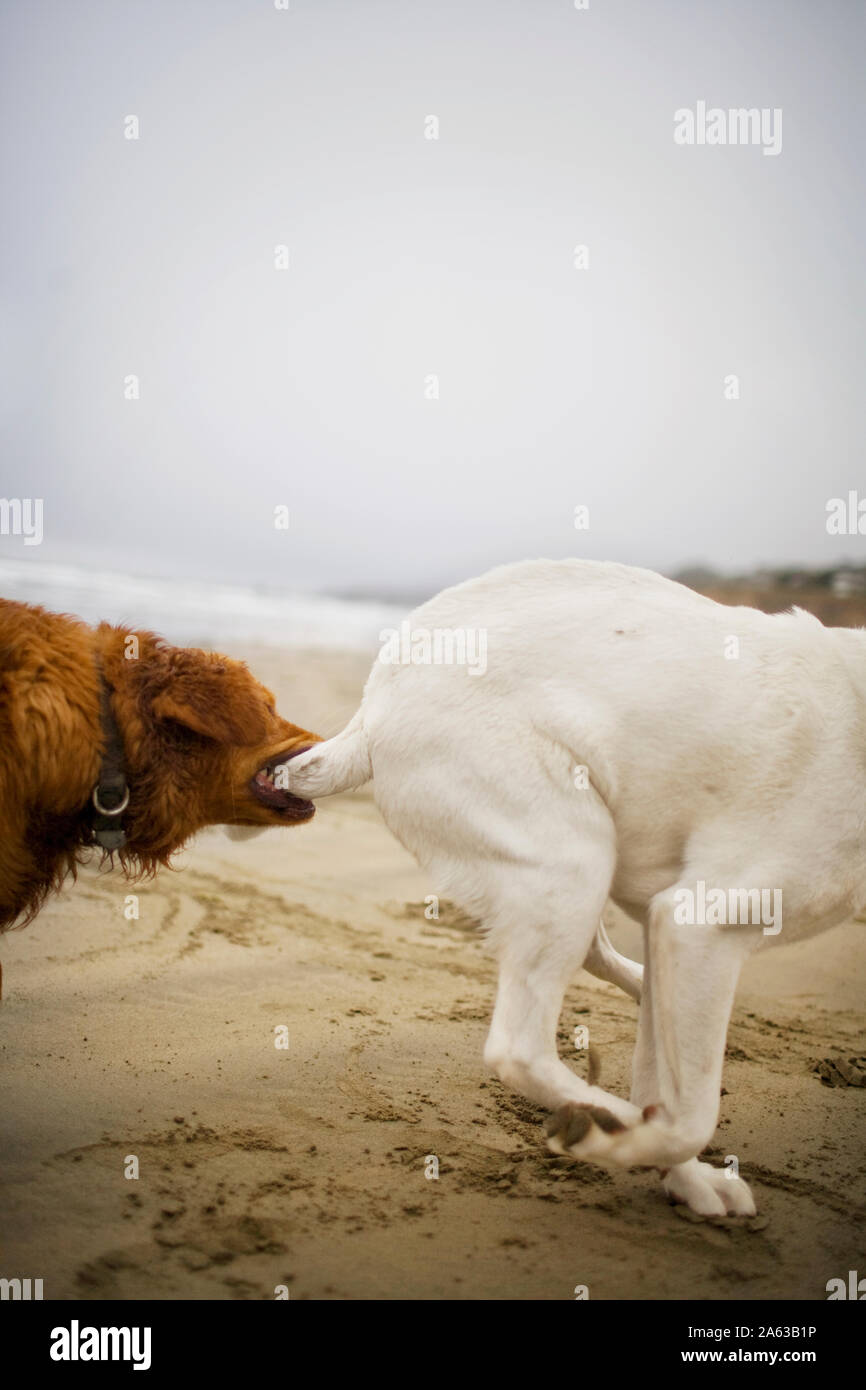 Dog biting another dog's tail in a playfight Stock Photo - Alamy Dog biting another dog's tail in a playfight Stock Photo - Alamy
