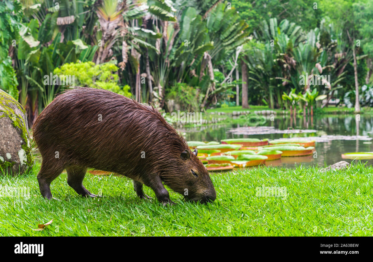 Capybara eating hi-res stock photography and images - Alamy